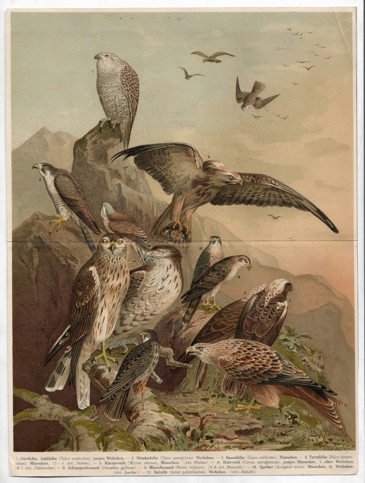 German Falcons Lithograph Ornithology Birds Print